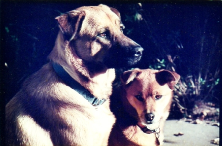 Homer (Dean Adler) – A. Jay Adler